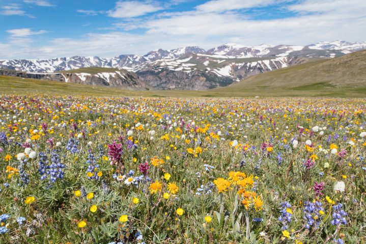 Top Montana Backpacking Trips | Wildland Trekking Blog
