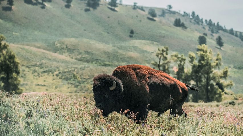 Dunanda Falls Yellowstone Llama Trek | Wildland Trekking