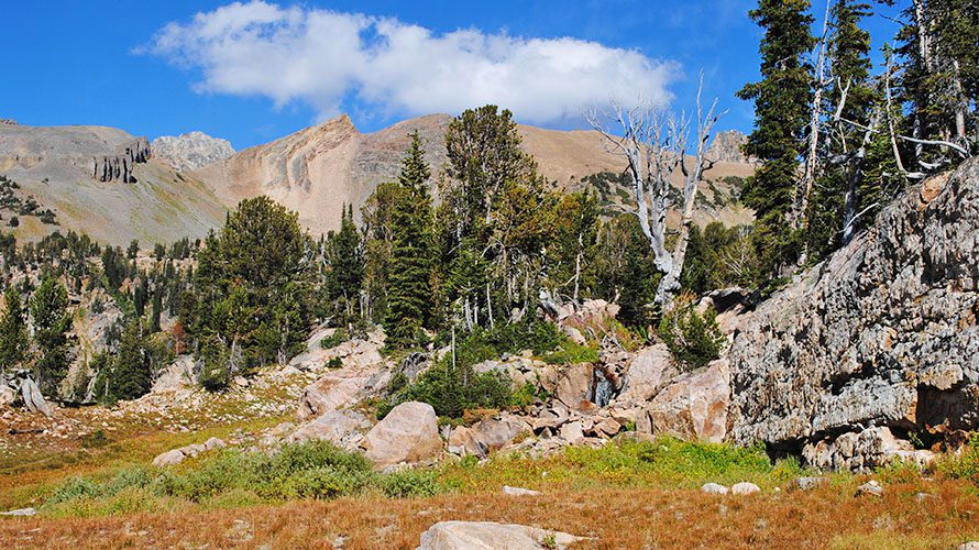 Granite Basin Tetons Llama Trek | Wildland Trekking