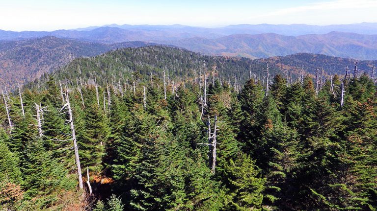 Smoky Mountains in a Day Tour | Wildland Trekking