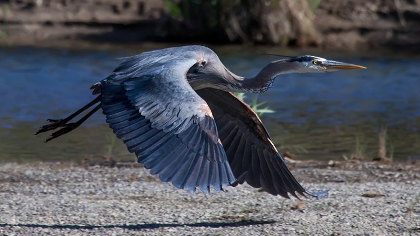 Thorofare Backpacking Trip in Yellowstone | Wildland Trekking