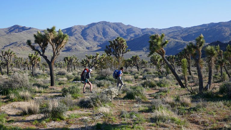 Guided Joshua Tree Hiking Tours and Camping Tours | Wildland Trekking