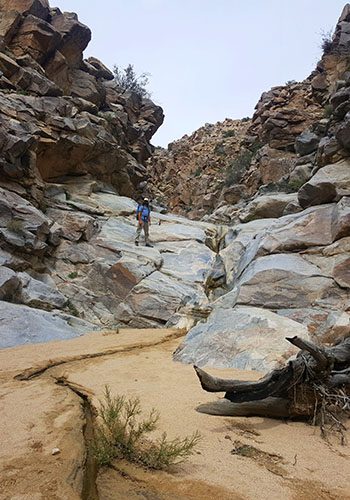 Joshua Tree Backpacking Tour | Wildland Trekking