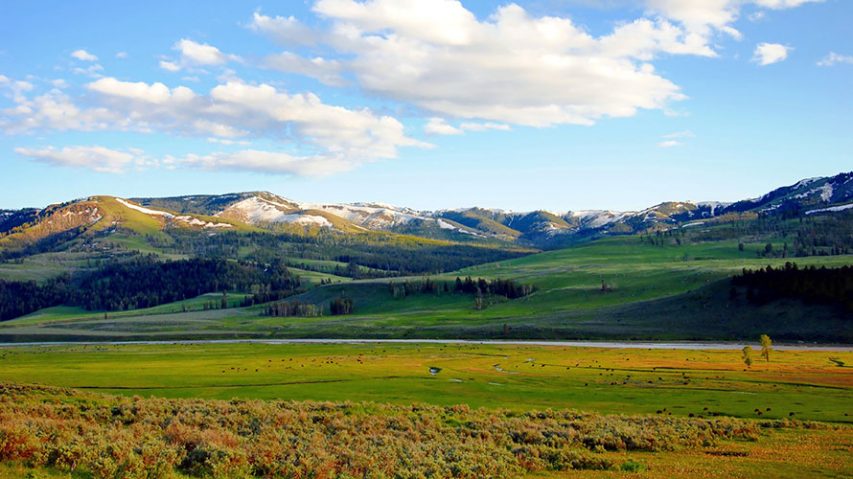 Yellowstone National Park Lamar River Trail | Wildland Trails Guide