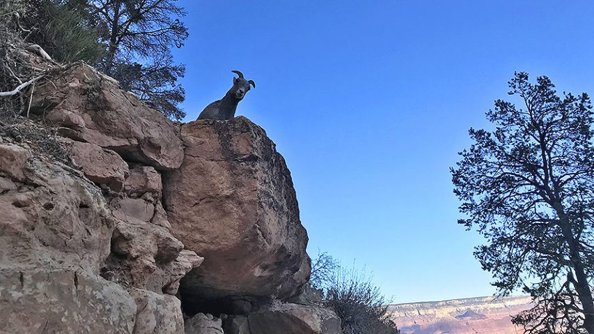 Mule-assisted Grand Canyon Classic Hiking Trip - Wildland Trekking