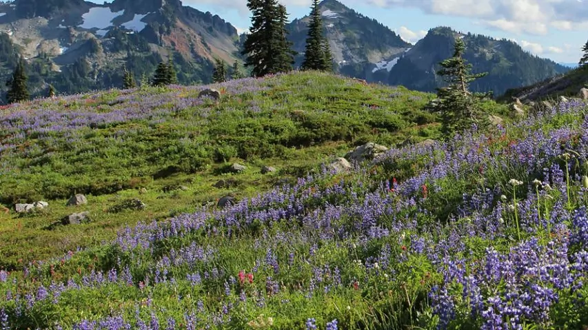 Mount Rainier Sunrise Trails Information | Hiking Trails Guide