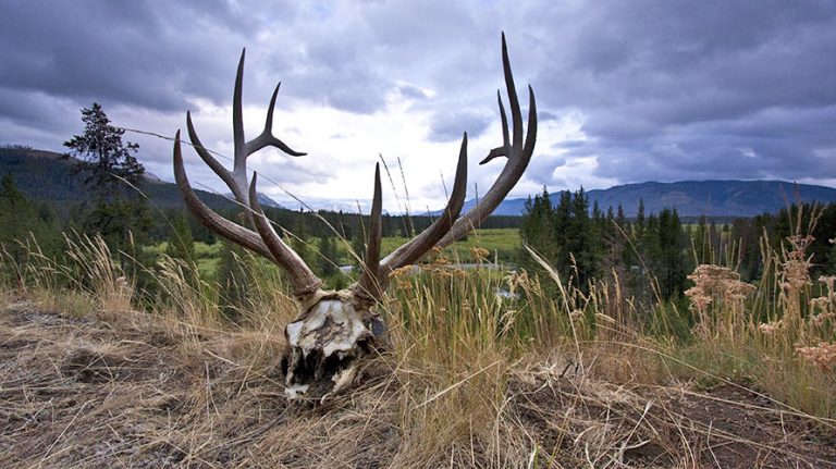 Thorofare Backpacking Trip in Yellowstone | Wildland Trekking