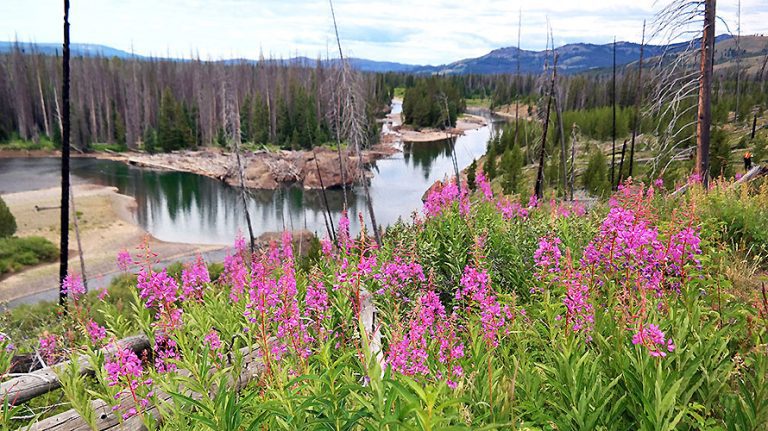 Thorofare Backpacking Trip in Yellowstone | Wildland Trekking