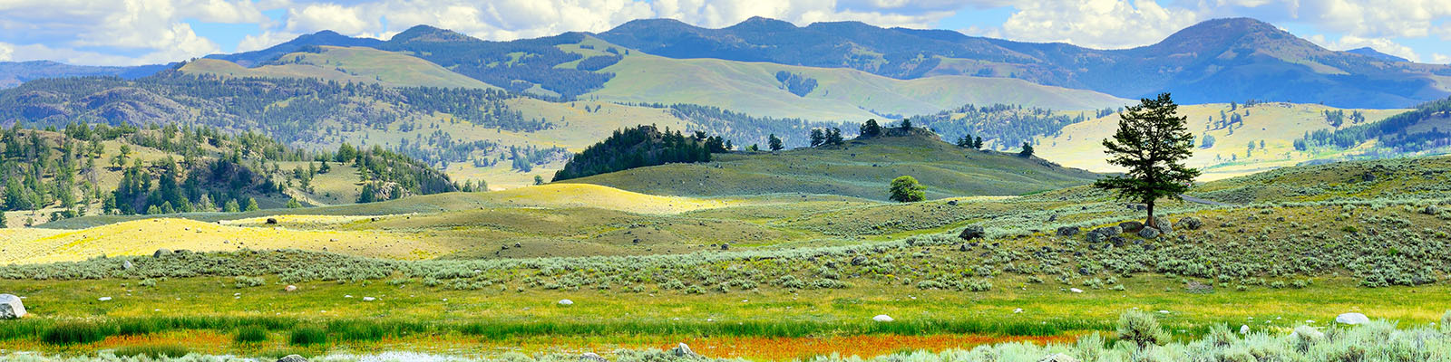 Best Yellowstone Tours | Wildland Trekking