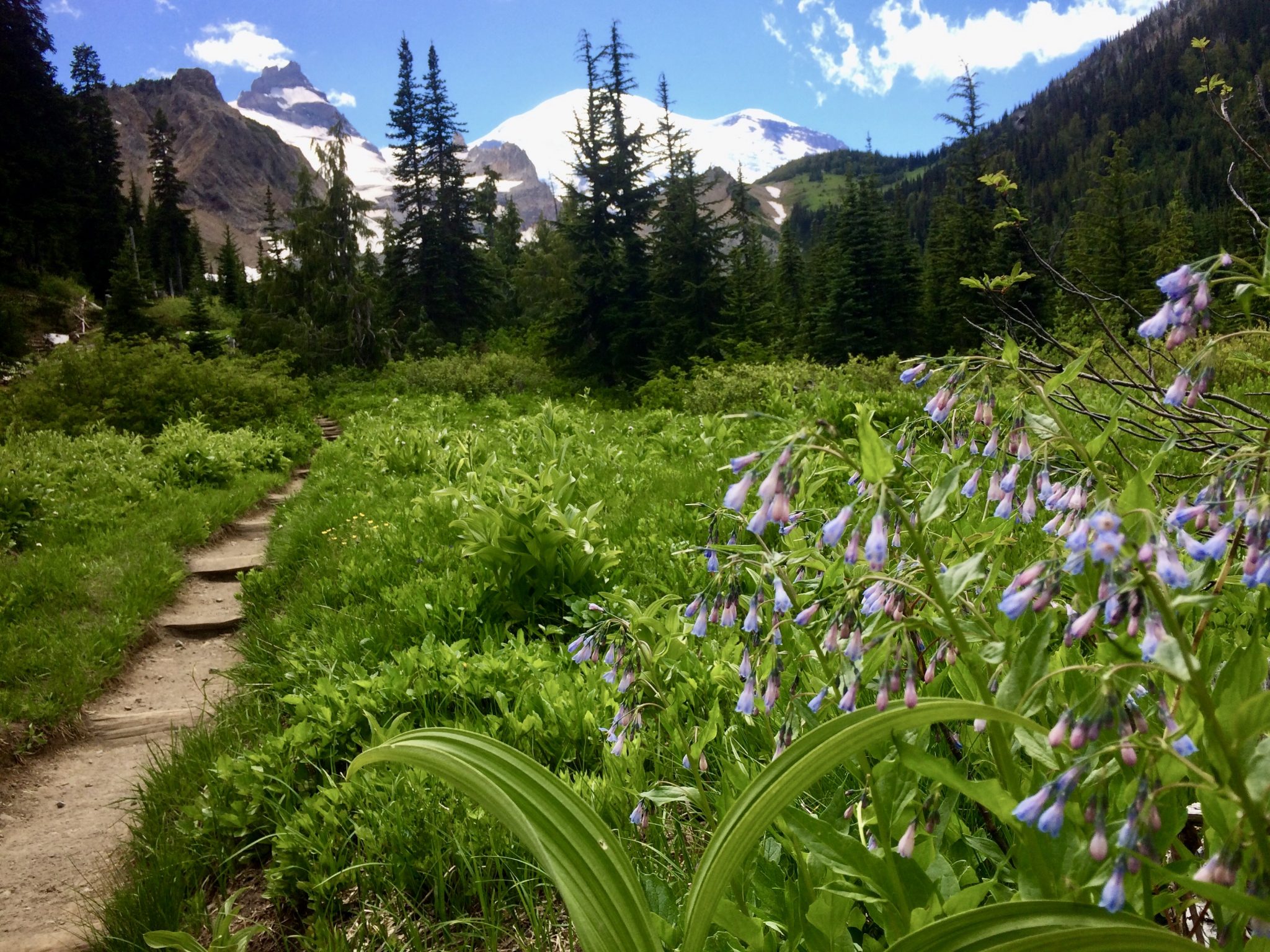Best Three Mount Rainier Day Hikes - Wildland Trekking