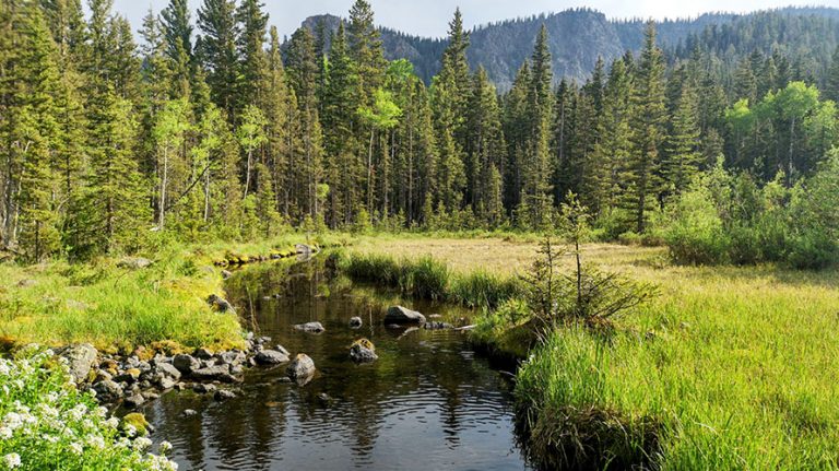 Boulder Mountain Backpacking Trip in Utah - Wildland Llamas
