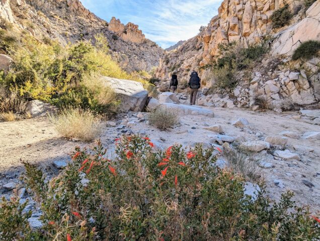 Joshua Tree Backpacking Tour | Wildland Trekking