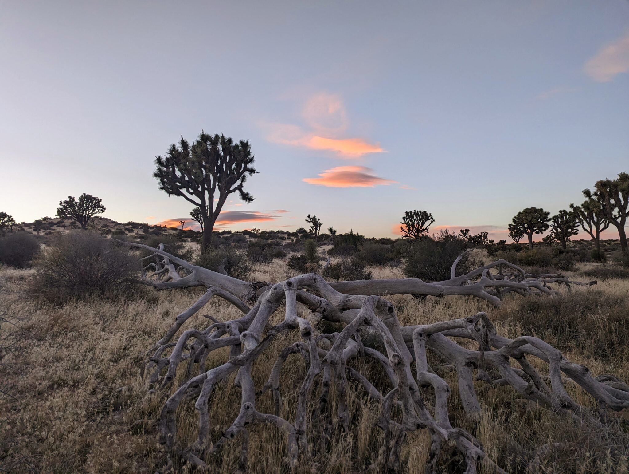 Joshua Tree Backpacking Tour | Wildland Trekking