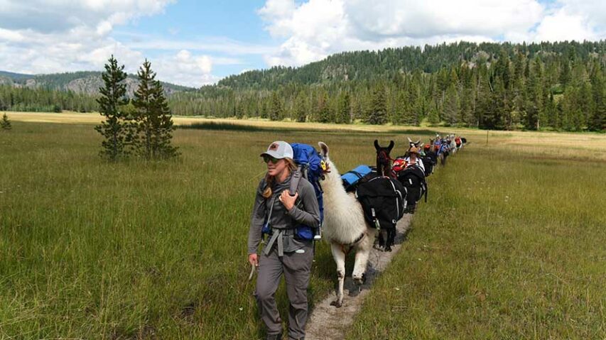 Bechler River Yellowstone Llama Trek | Wildland Trekking