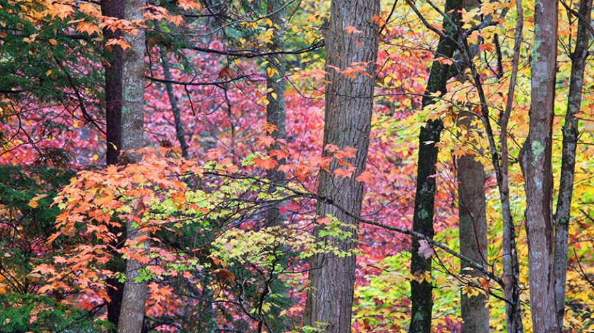 Appalachian Fall Colors Hiking Tour | Wildland Trekking