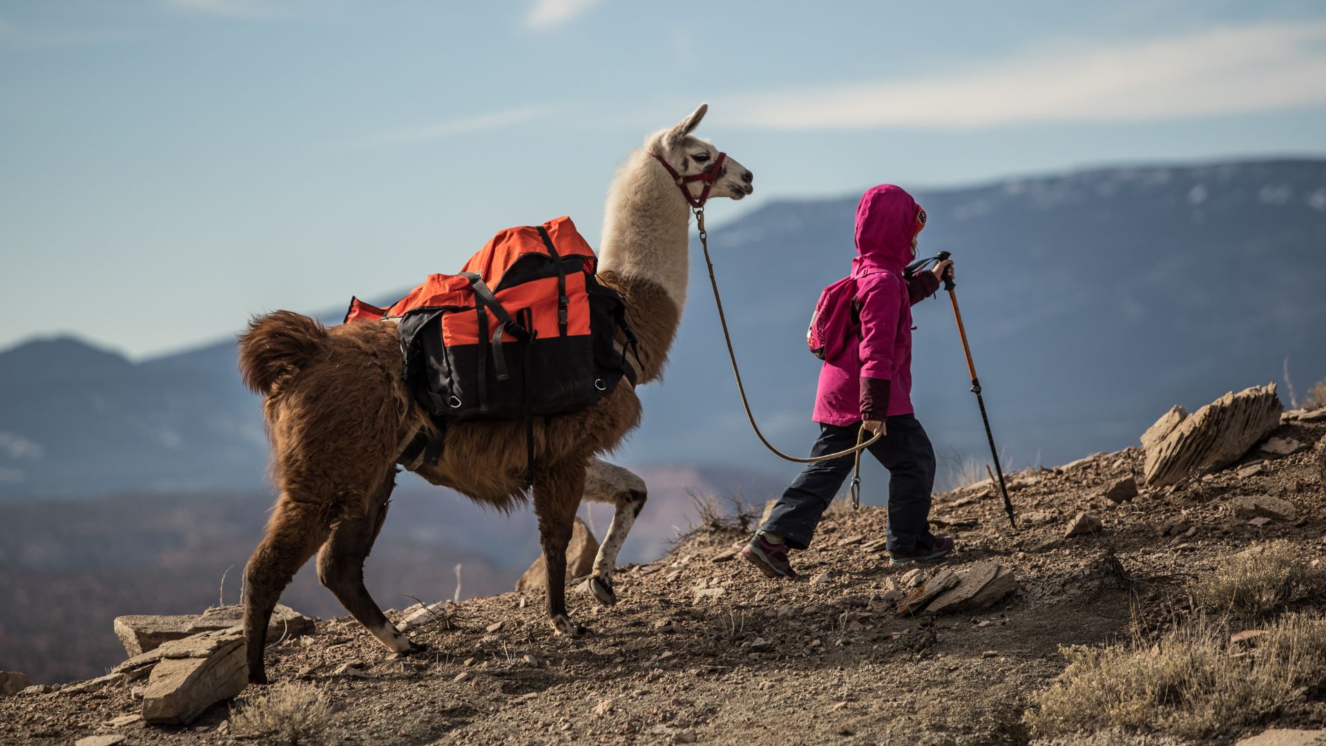 5 Best Llama Treks Wildland Trekking