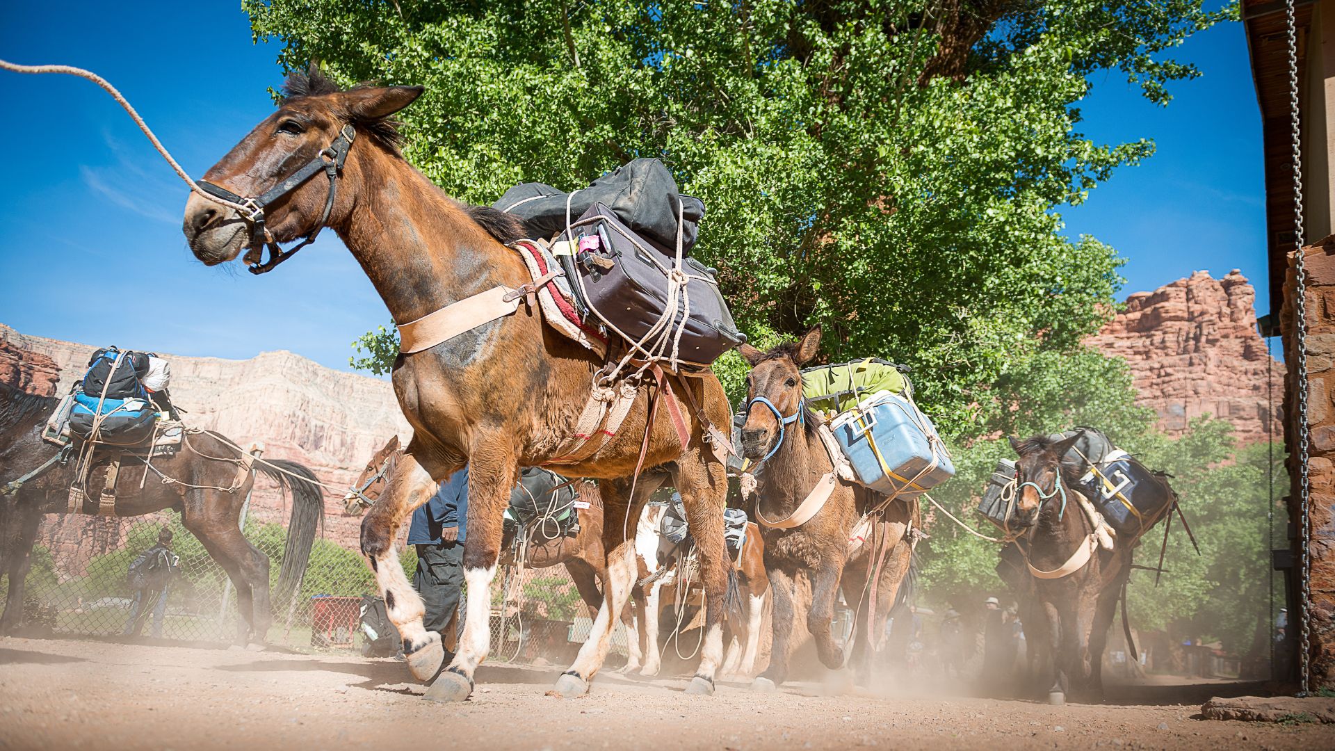 Alternatives to Horse Packing - Wildland Trekking