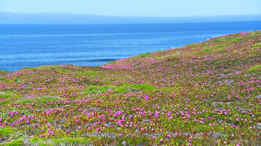 Backpacking Point Reyes National Seashore - Wildland Trekking